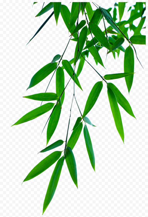 Bamboo Leaves HD PNG | Citypng