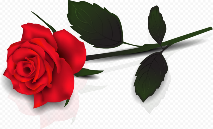Download HD Realistic Red Flower Rose PNG | Citypng