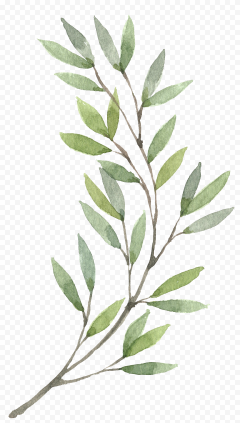 Green Leaves Branch Watercolor HD PNG | Citypng