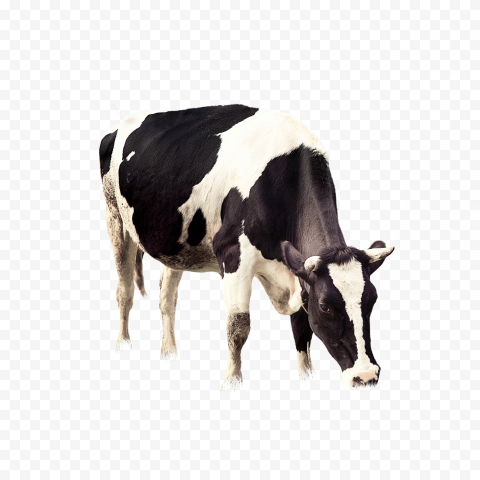 HD Black & White Cow Eating Grass PNG | Citypng