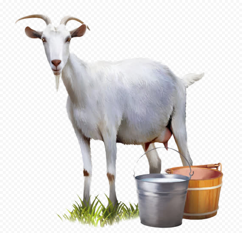 HD Dairy Goat Milk PNG | Citypng