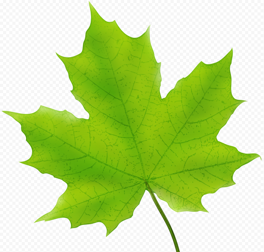 HD Green Maple Leaf Transparent Background | Citypng
