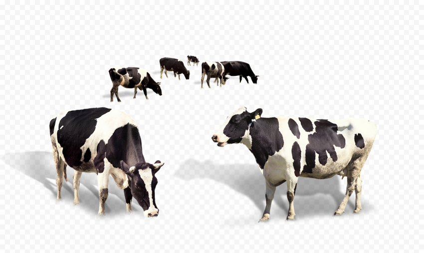 Group Of Cows Clipart Face