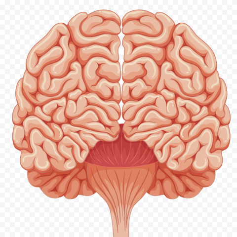 HD Illustration Human Brain PNG | Citypng