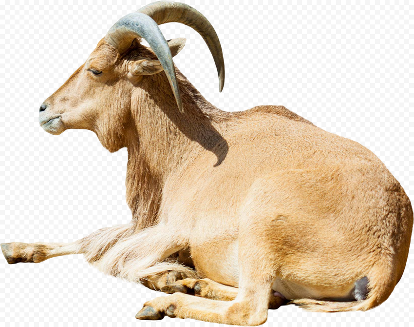 HD Lying Down Goat Animal PNG | Citypng