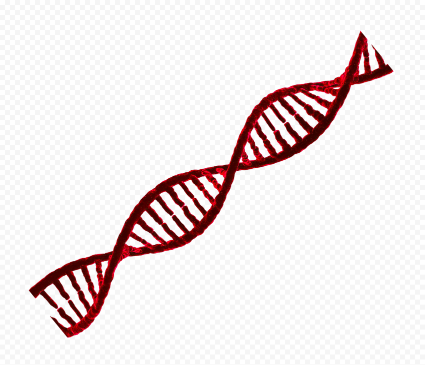 HD PNG Red DNA String | Citypng