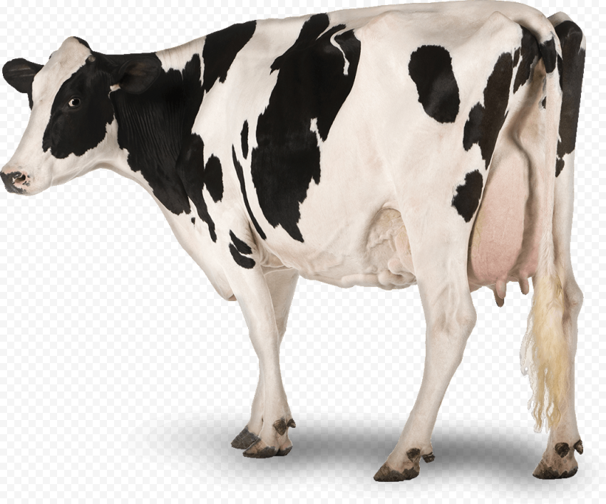 Cow Png Images