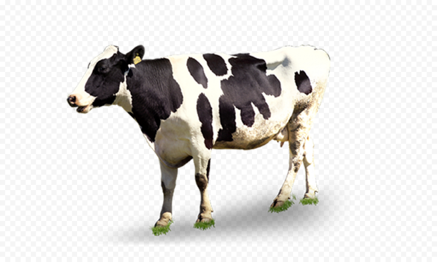 HD Standing Cow Black And White Animal PNG | Citypng
