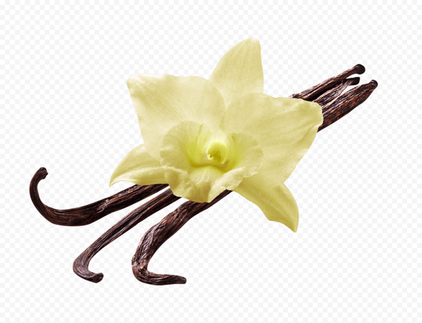 Vanilla Bean Png