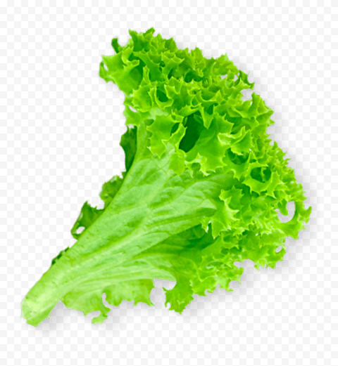 Lettuce Leaf Transparent Background | Citypng