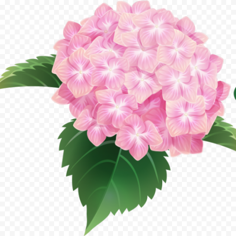 Pink Hydrangea Bouquet Flower Illustration | Citypng