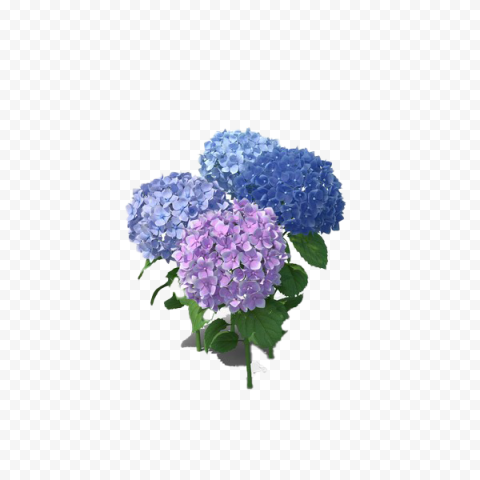 Purple Hydrangea Flower | Citypng