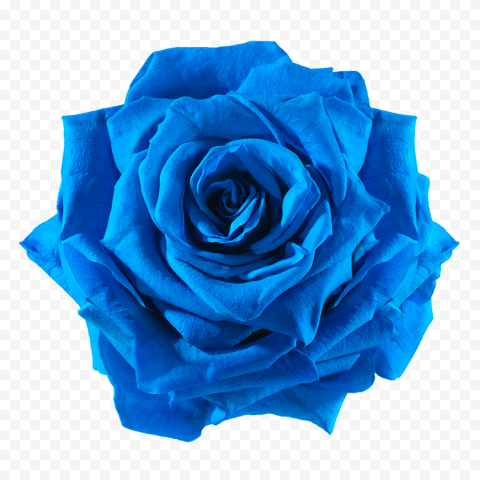 Realistic Blue Rose Flower HD PNG | Citypng