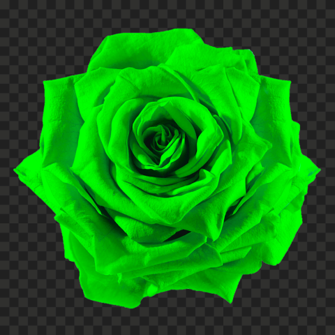 Realistic Green Rose Flower PNG | Citypng