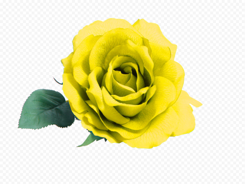 Transparent HD Real Yellow Flower Rose With Leaf | Citypng