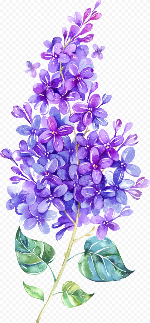 Watercolor Branch With Leaves And Violet Flowers | Citypng