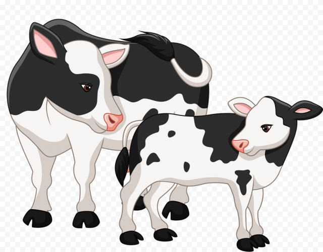 HD Cartoon Cow Calf Cattle PNG | Citypng